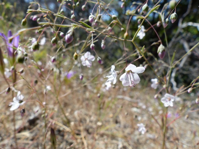small flax from Hopland, CA on May 23, 2015 at 04:04 PM by Amelia Ryan ...