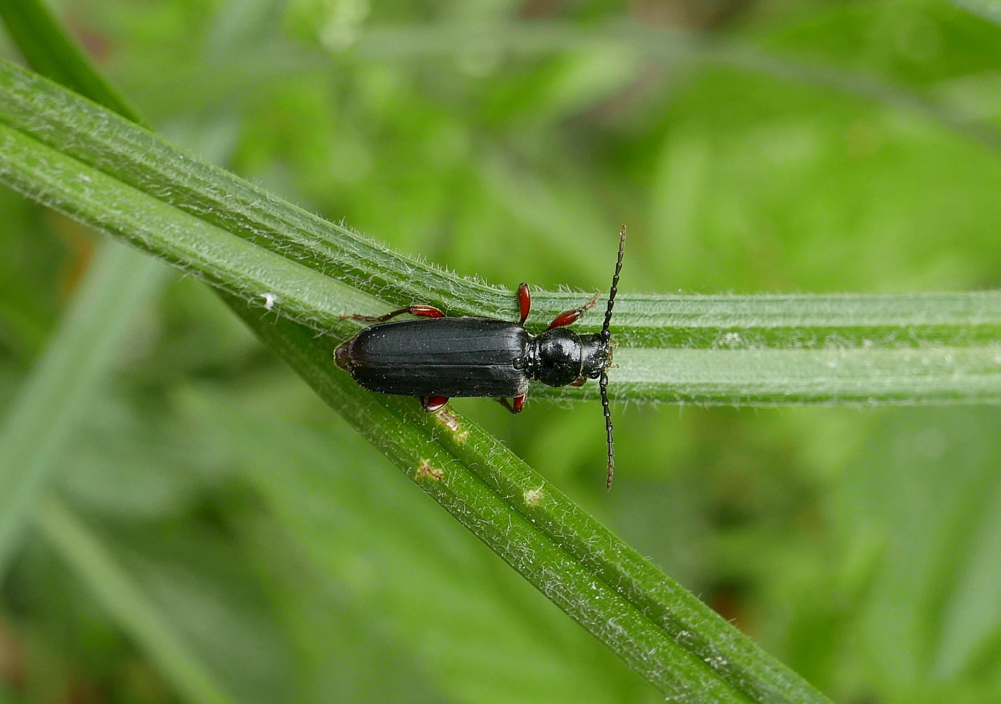 Tetropium gabrieli Weise, 1905