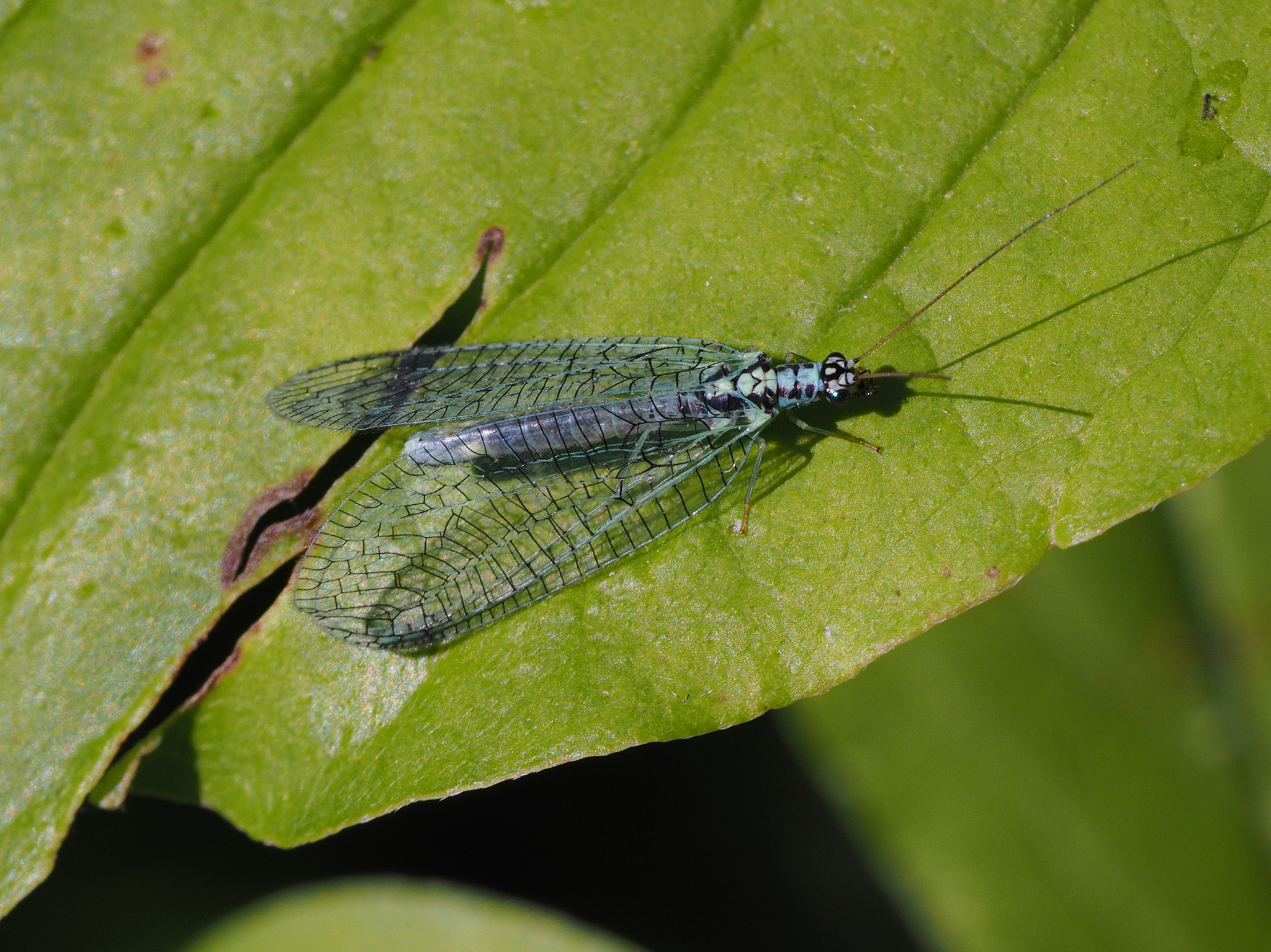 Chrysopa perla (Linnaeus, 1758)