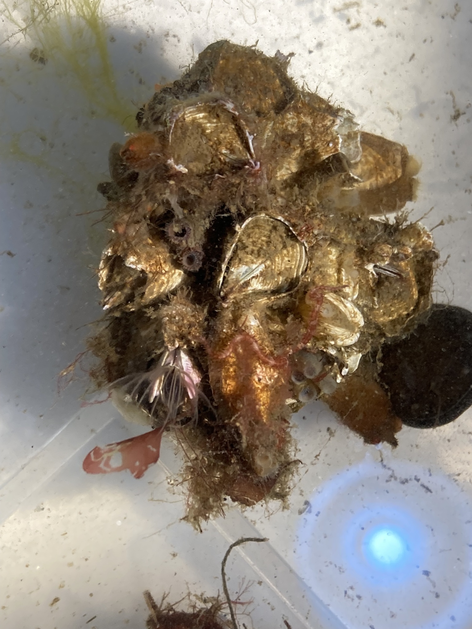 Balanus balanus (Linnaeus, 1758)