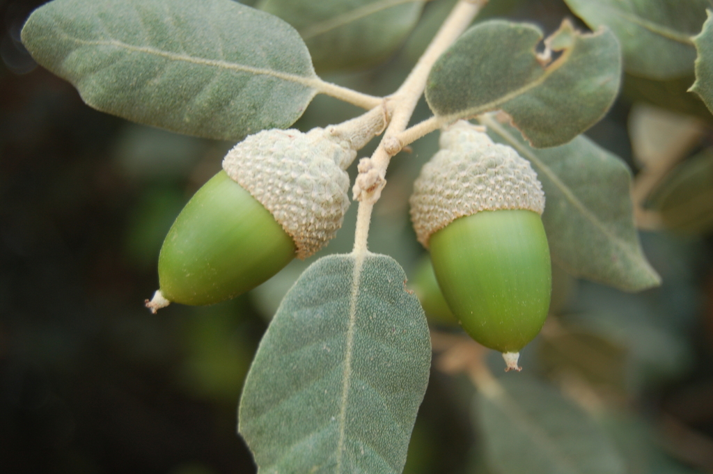 holly oak (Campus Flora Guide ) · iNaturalist