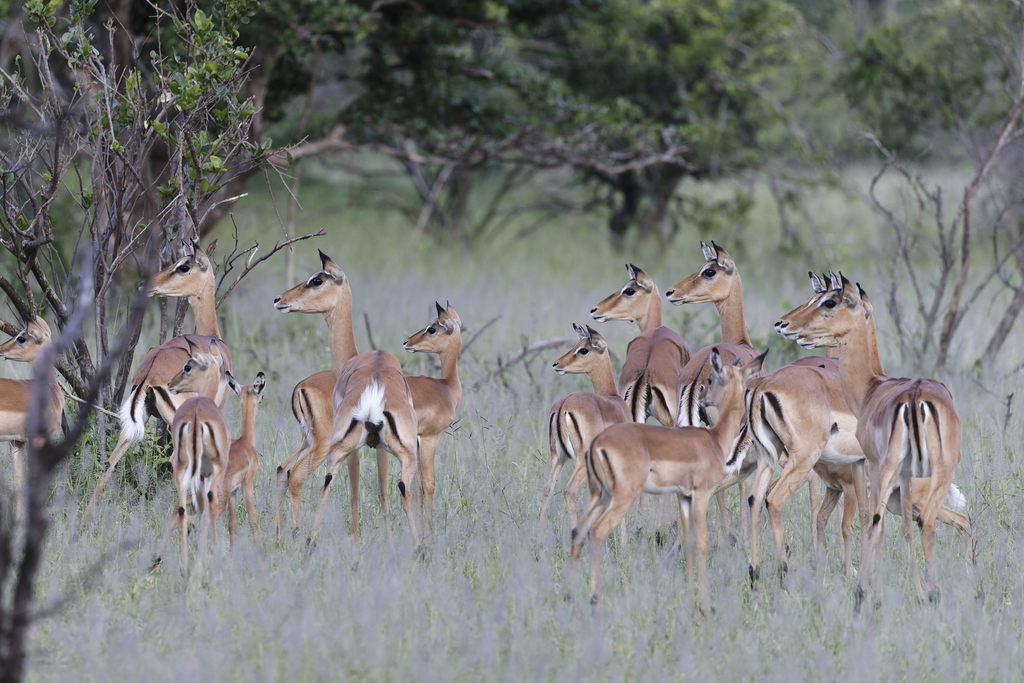 Common Impala from District de Machinga, Malawi on March 6, 2022 at 03: ...
