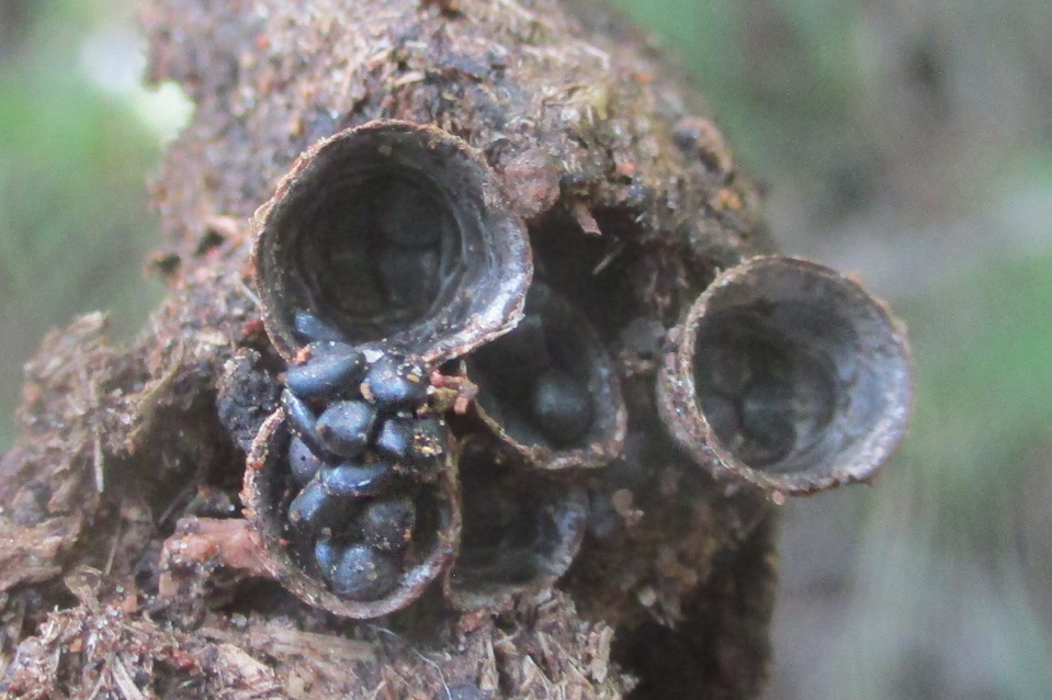 Cyathus from Gaborone Botswana on May 22, 2022 by Botswanabugs. small ...