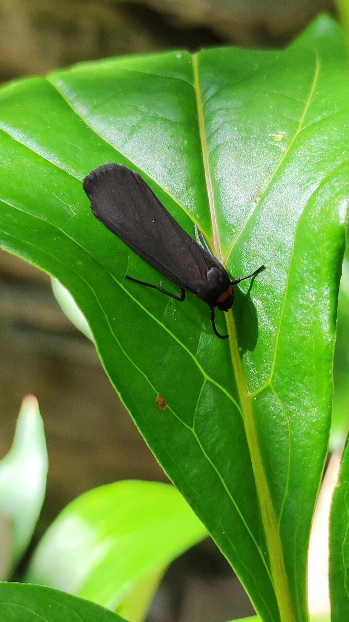 Atolmis rubricollis Linnaeus, 1758