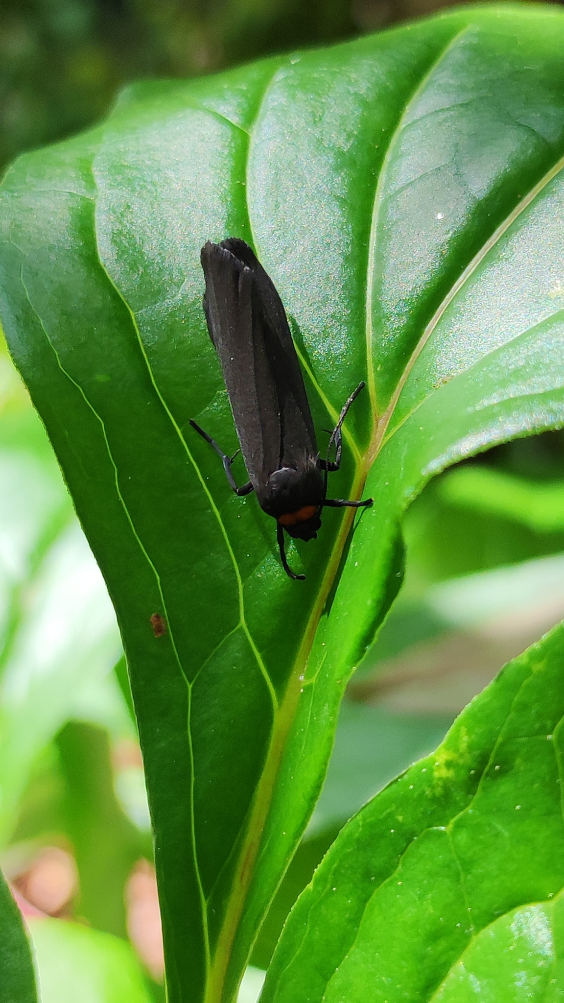 Atolmis rubricollis Linnaeus, 1758