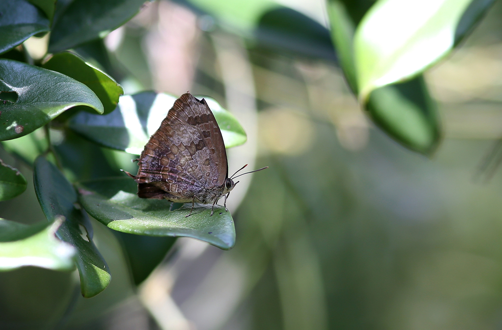 Powdered Oakblue in December 2021 by Goofy Ko · iNaturalist