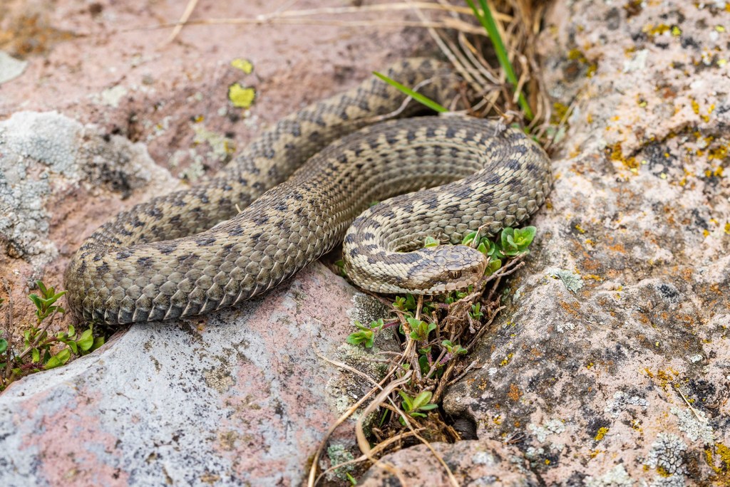 Darevsky's Viper in May 2019 by Lennart Schmid · iNaturalist