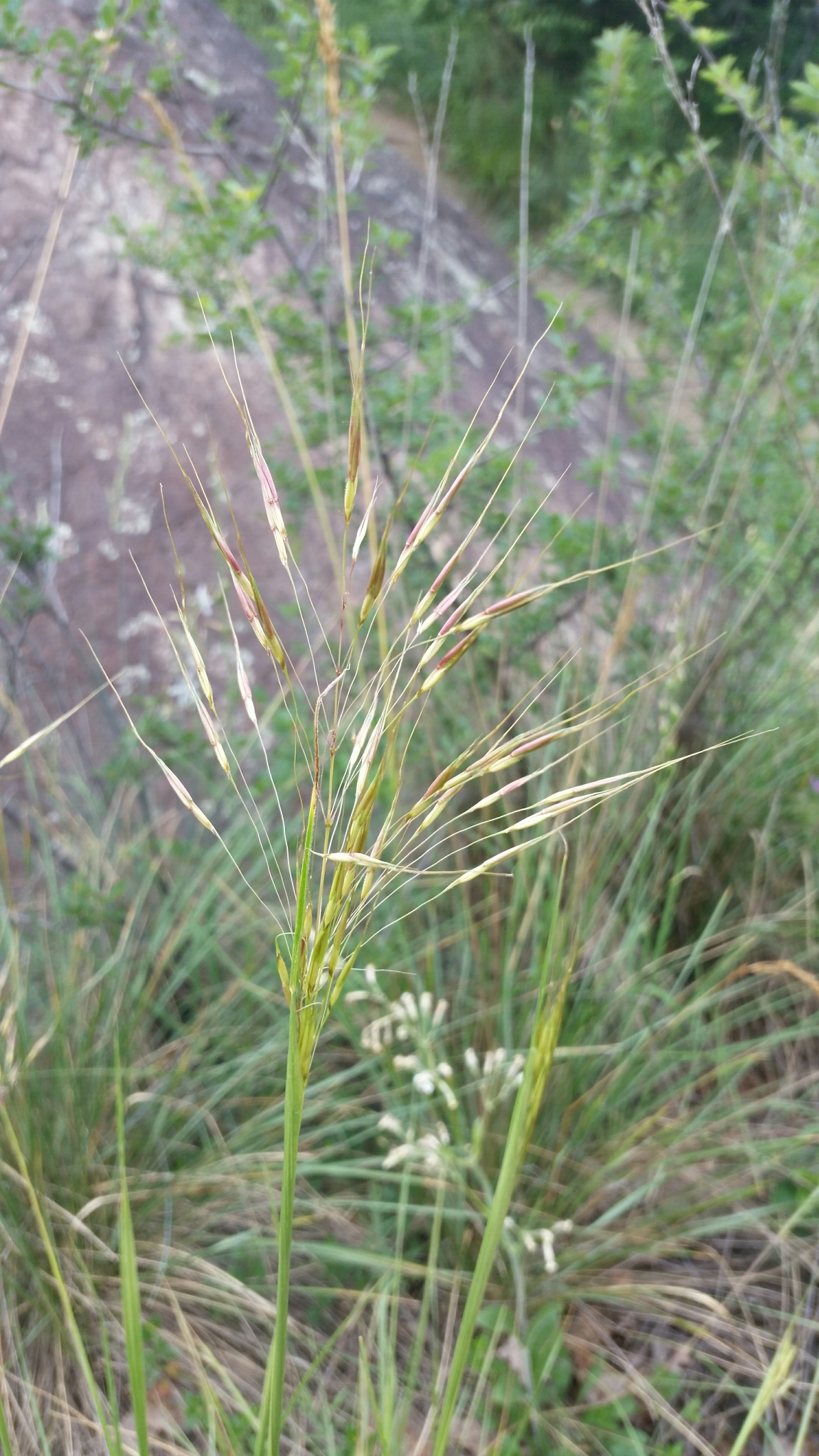 Chrysopogon gryllus (L.) Trin.