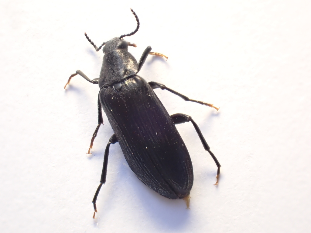 Melandrya caraboides from Brunehaut, Belgique on May 18, 2022 at 10:28 ...