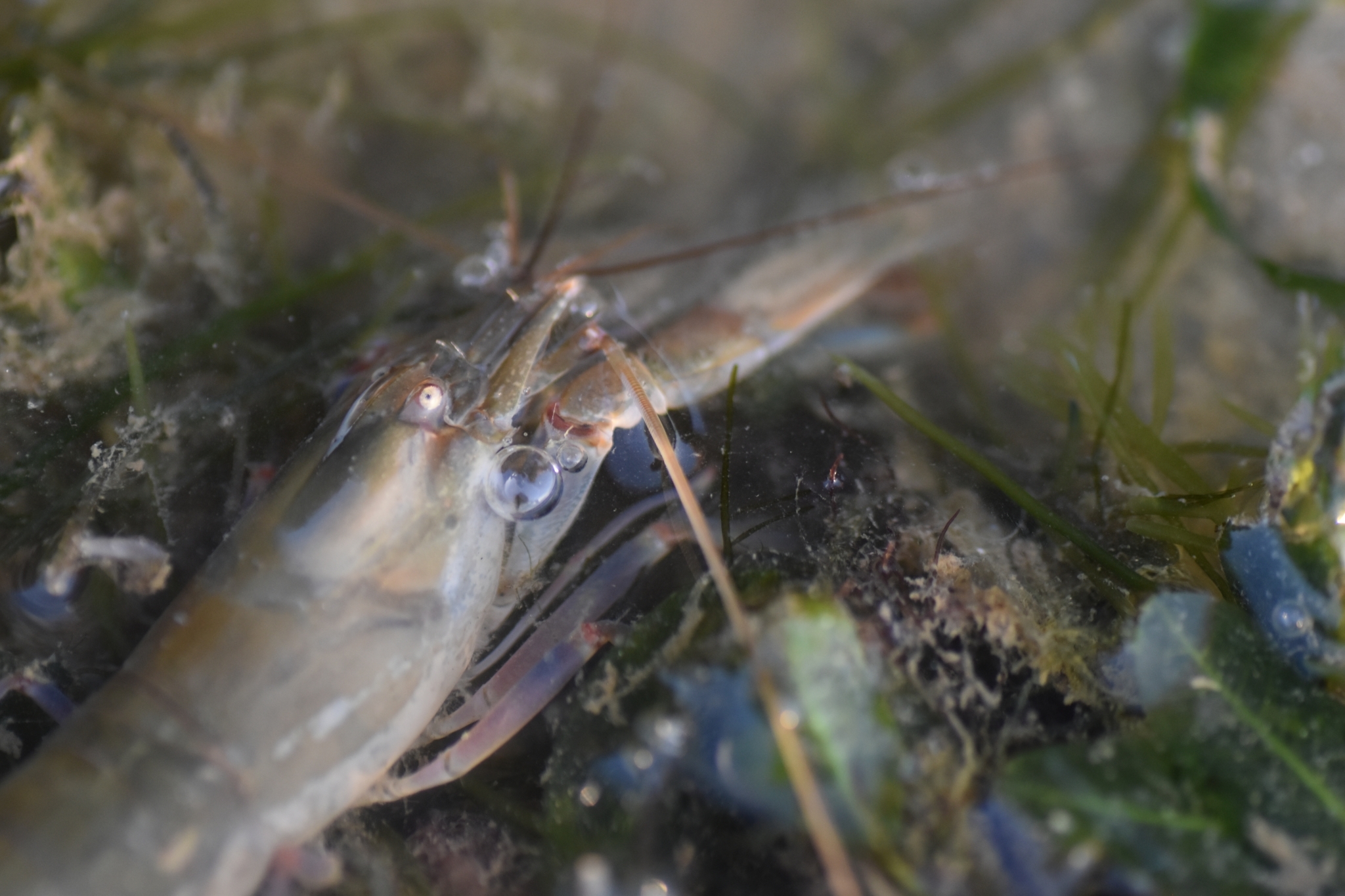 Alpheus digitalis de Haan, 1844