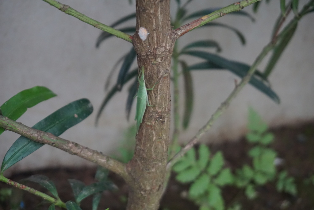 Oriental Longheaded Locust from Luzon, Quezon City, Metro Manila, PH on ...