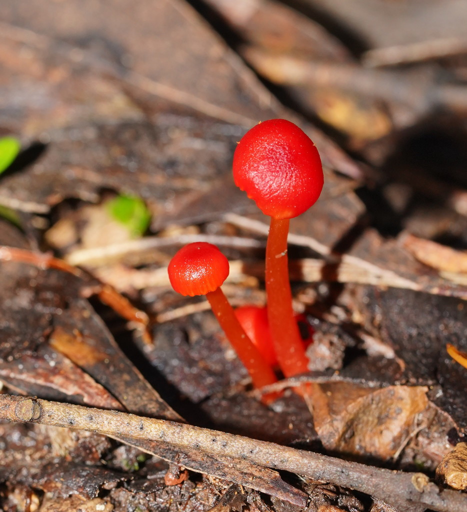 Vermilion Waxcap from Balook VIC 3971, Australia on May 21, 2022 at 03: ...