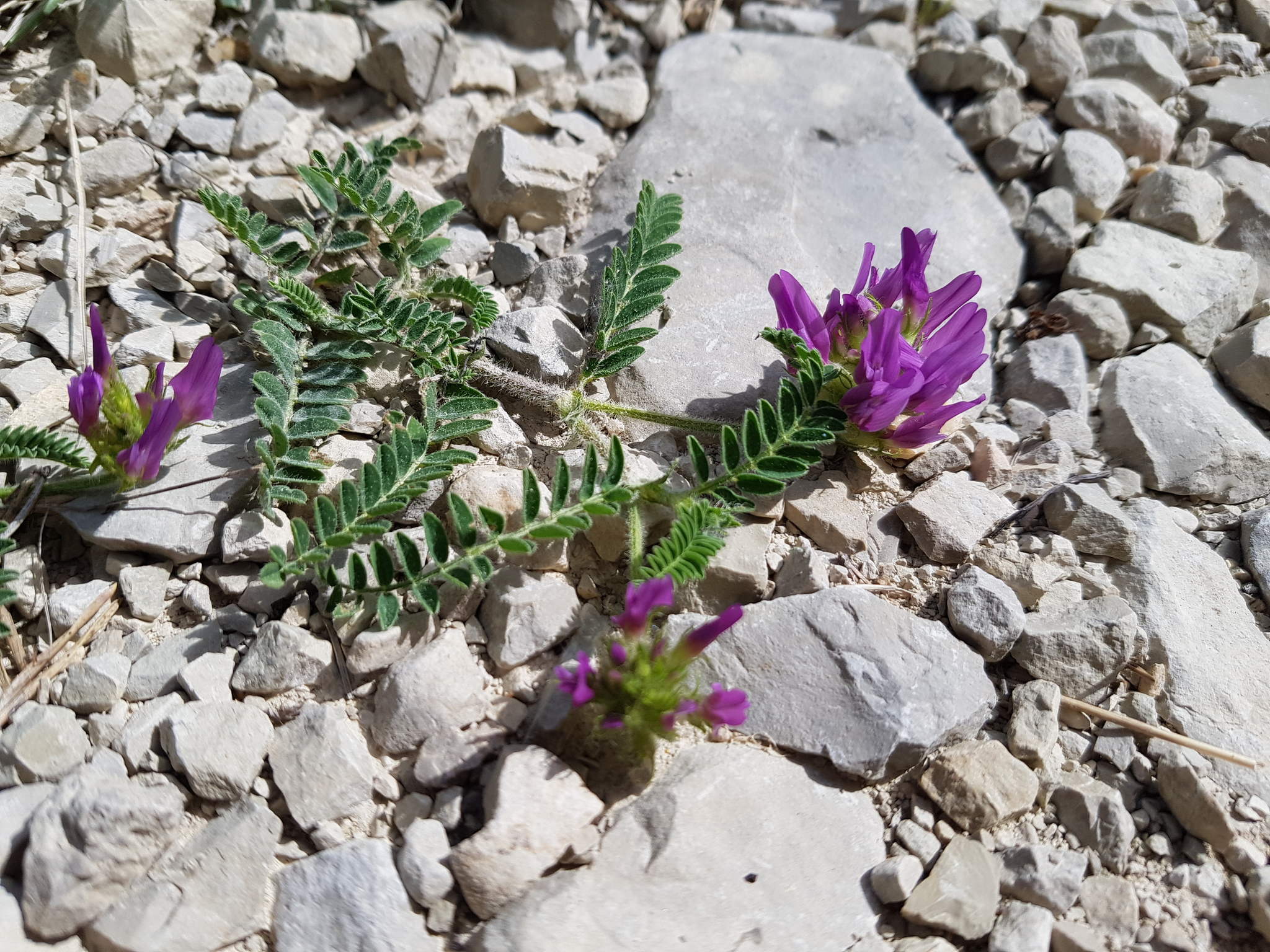 Astragalus hypoglottis L.