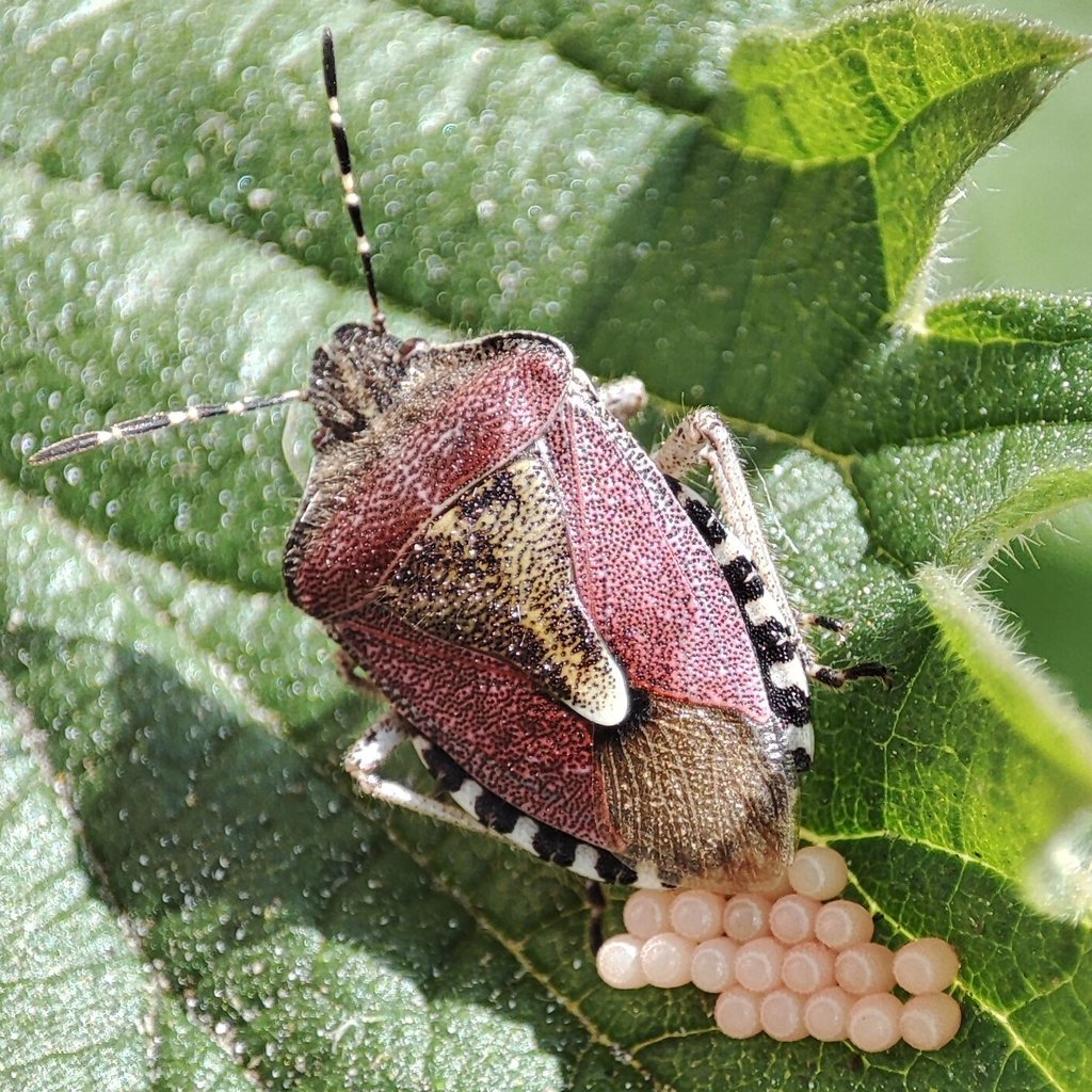 Sloe Bug from Московский р-н, Санкт-Петербург, Россия on May 25, 2022 ...