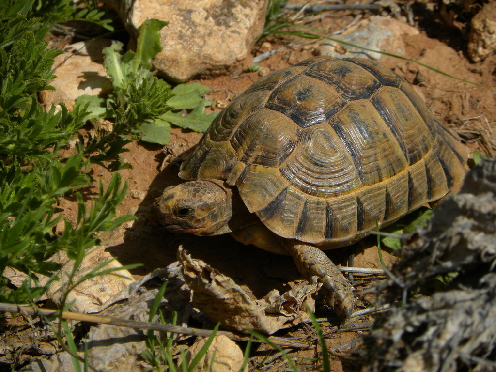 Greek Tortoise in February 2011 by Sébastien SANT · iNaturalist