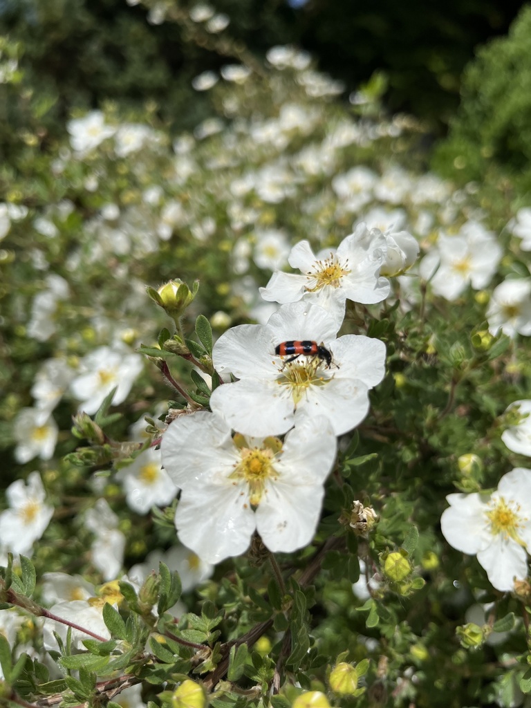 Bee-eating Beetle from Hügelistrasse, Wilen b. Wil, Thurgau, CH on May ...