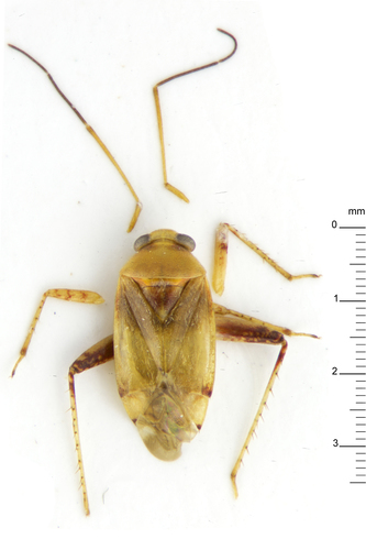 Prolygus bakeri · iNaturalist