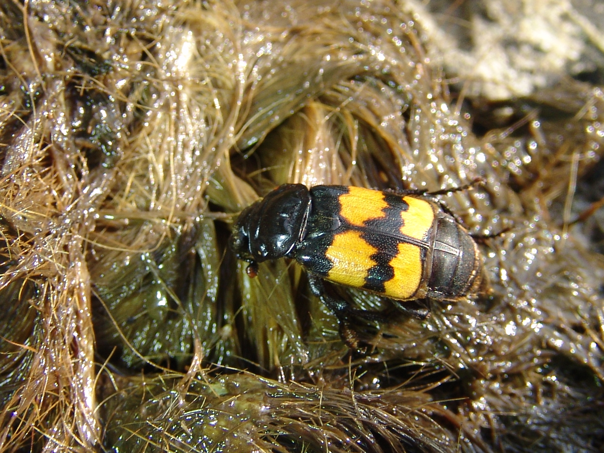 Nicrophorus interruptus (Stephens, 1830)