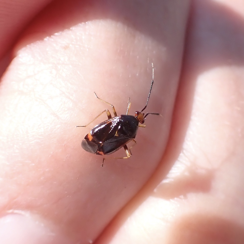 red-spotted plant bug from Paxos, Vlachopoulatika, Corfu, GR on May 25 ...
