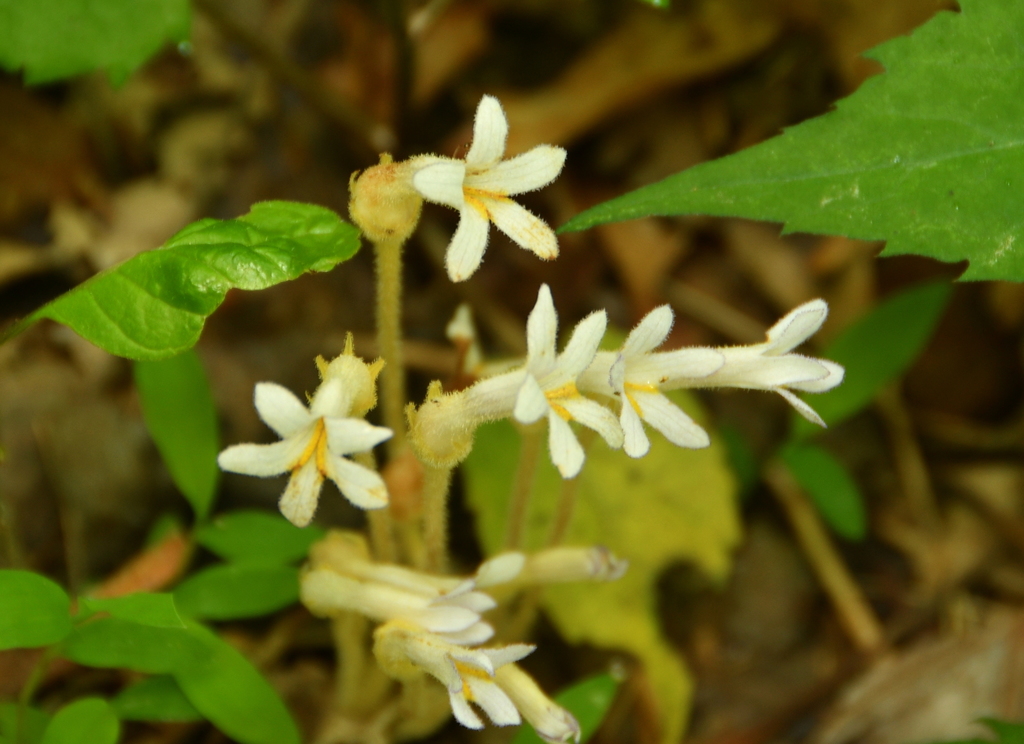one-flowered cancer-root from Peace Valley Nature Center, Doylestown ...