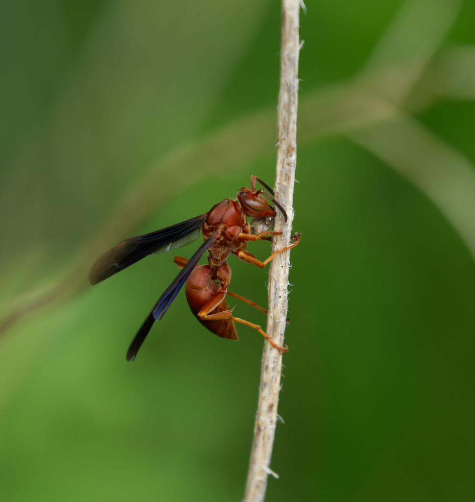 Fine-backed Red Paper Wasp from Waco, TX, USA on May 23, 2022 at 12:19 ...