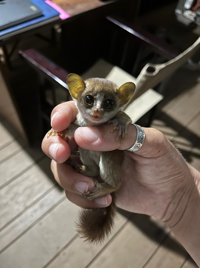 Thomas's Dwarf Galago from Cuvette-Ouest, CG on May 25, 2022 at 02:32 ...