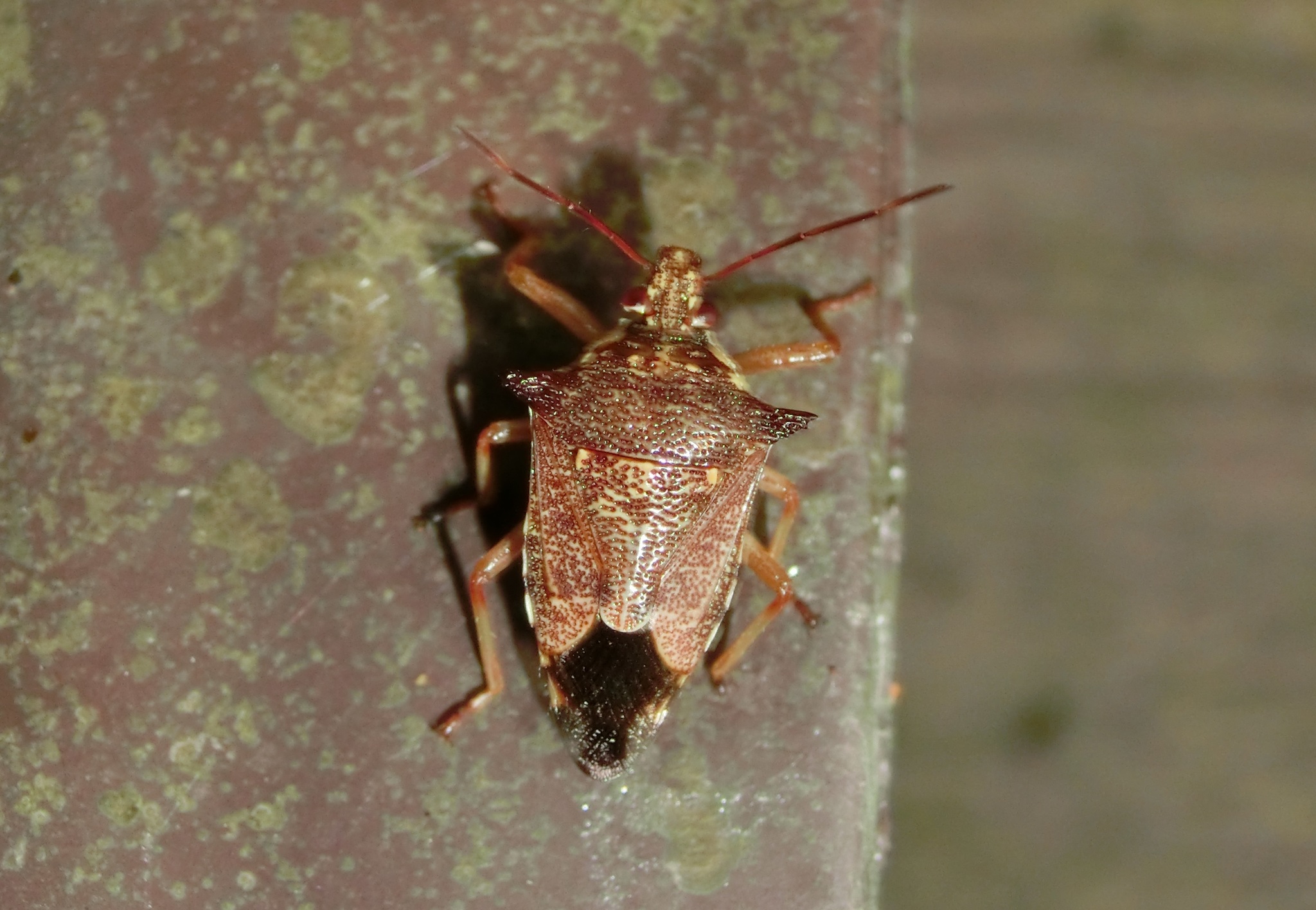 Eocanthecona parva (Distant, 1902)