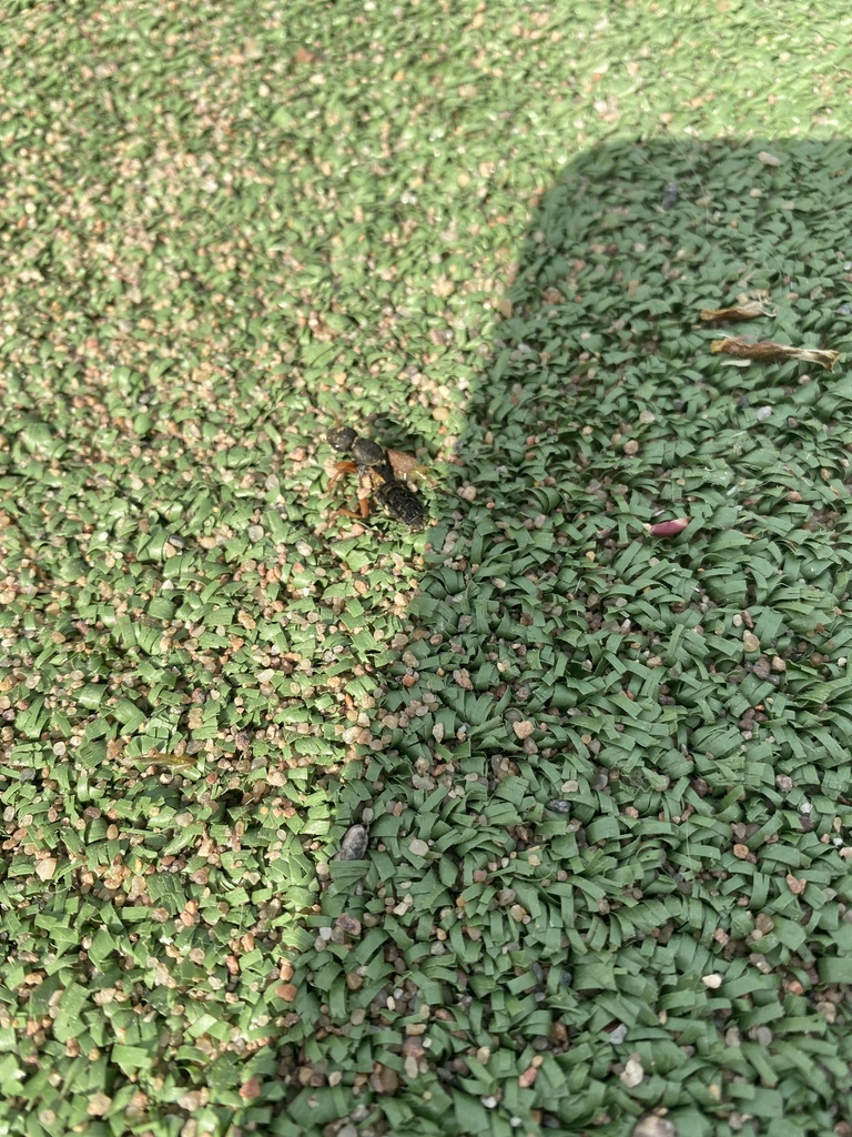 Winged and Once-winged Insects from Lopentie, Riihimäki, Kanta-Häme, FI ...