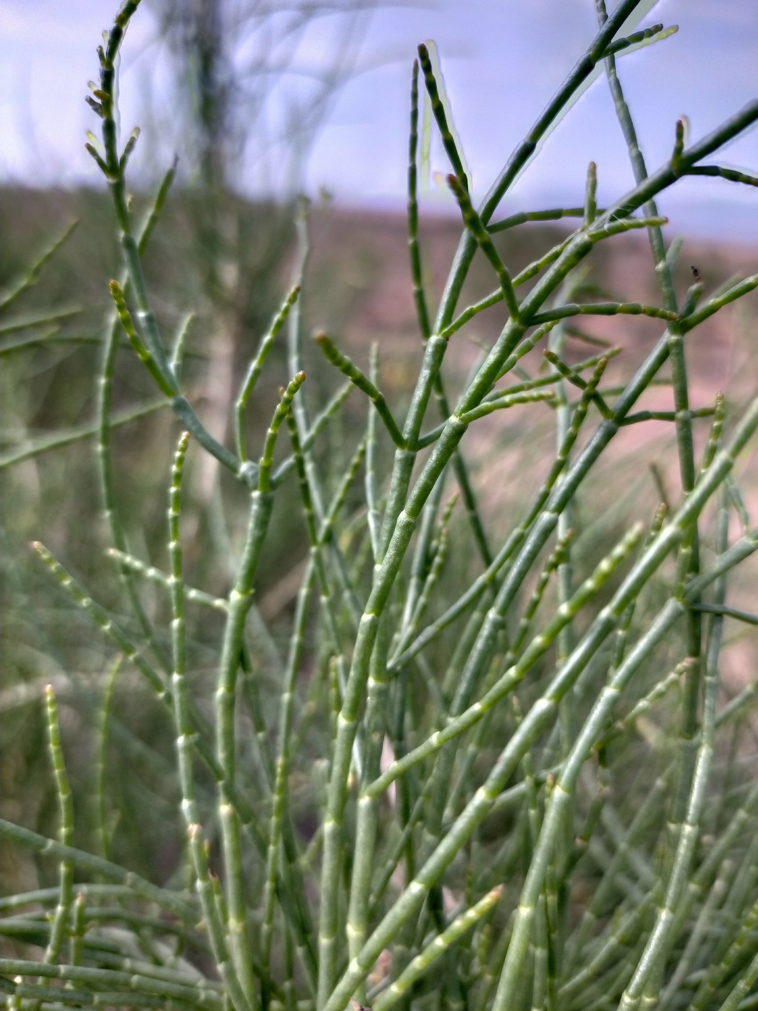 Haloxylon ammodendron (C.A.Mey.) Bunge ex Fenzl
