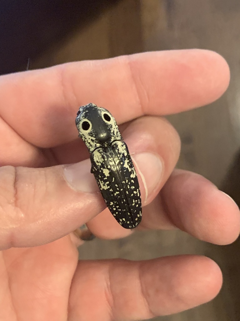 Texas Eyed Click Beetle from Trailwood Dr, Port Lavaca, TX, US on May ...