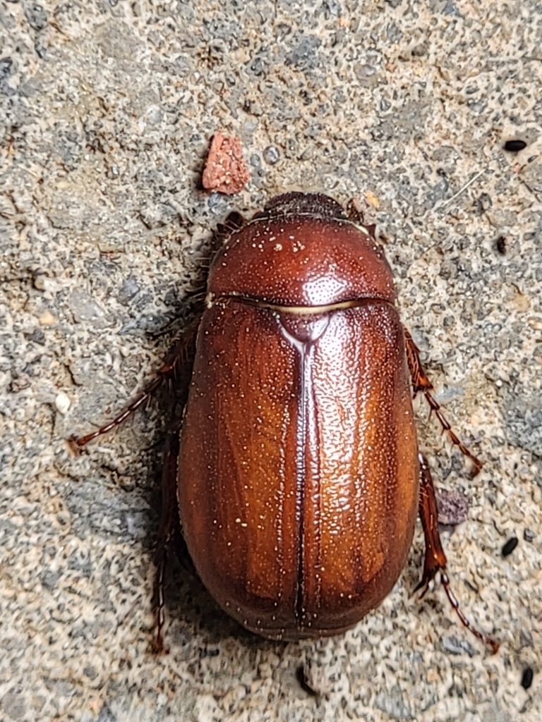 Asiatic Garden Beetle from Schuylkill Township, PA, USA on May 25, 2022 ...
