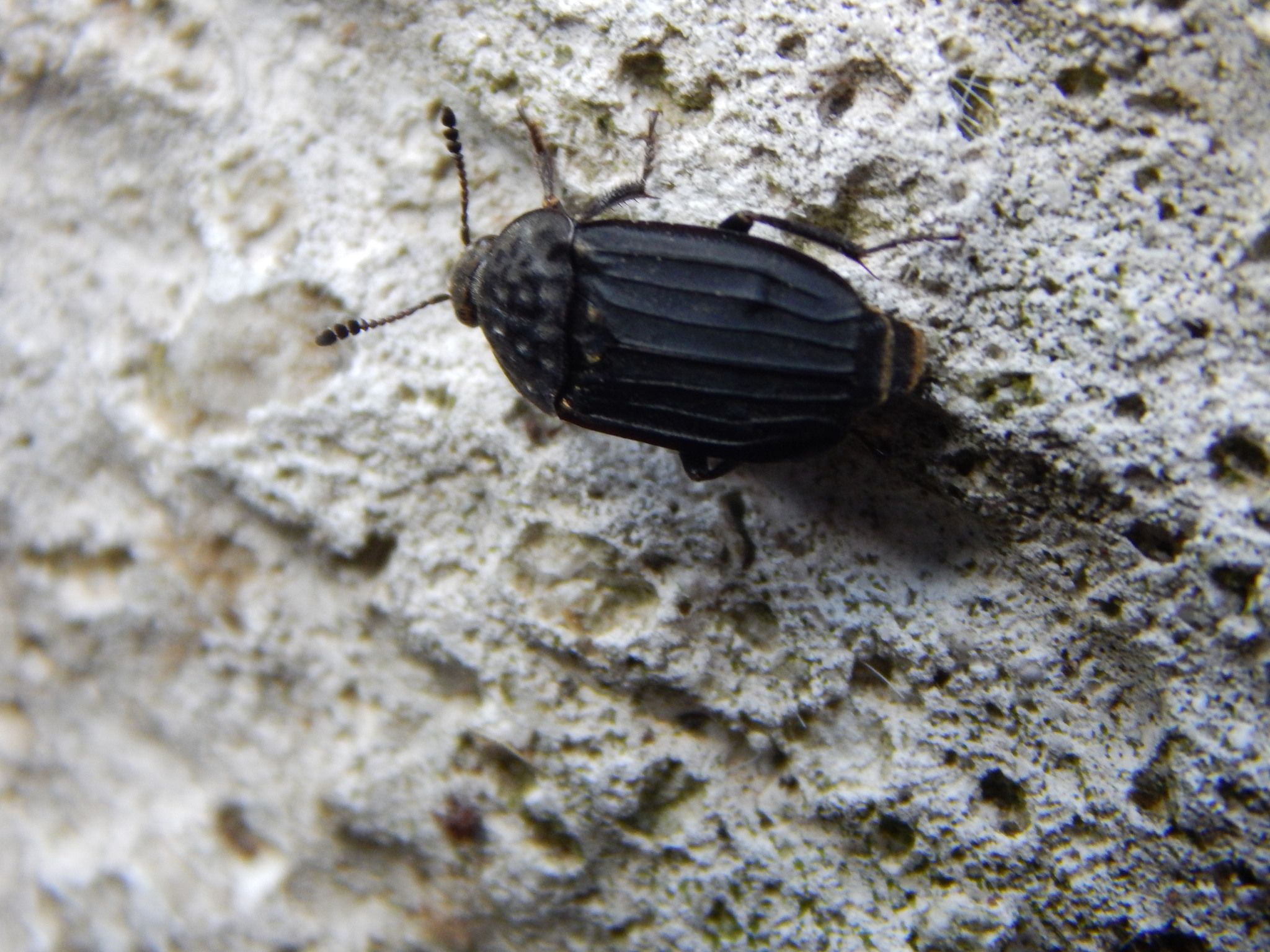 Thanatophilus sinuatus (Fabricius, 1775)