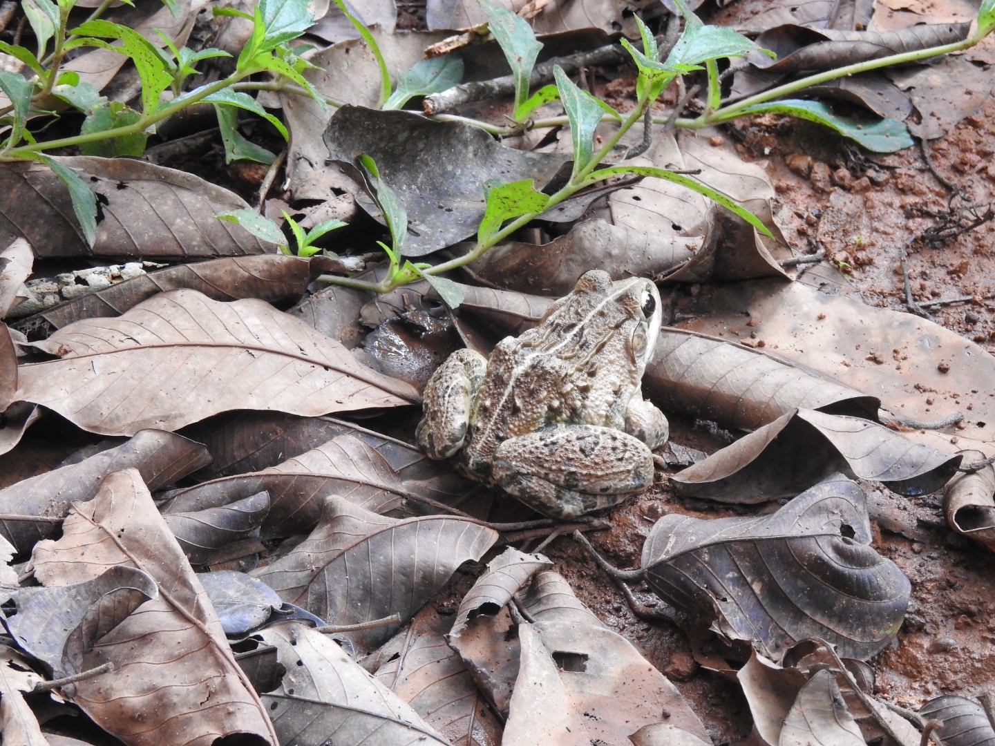 Hoplobatrachus tigerinus (Daudin, 1802)