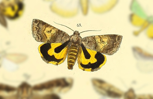 Dandirania confecta · iNaturalist Ecuador