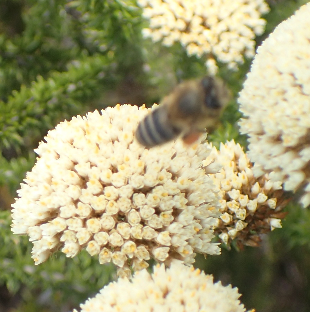 Cape Honey Bee from Gouriqua Nature Reserve, South Cape DC, South ...