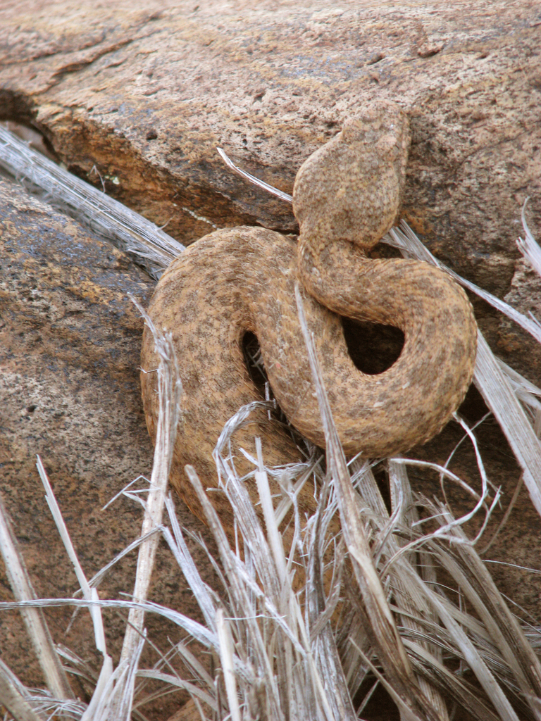Mottled Rock Rattlesnake from Christmas Mountains Oasis on June 10 ...