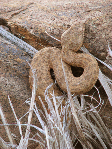 Mottled Rock Rattlesnake (Crotalus lepidus lepidus) - Snakes and Lizards