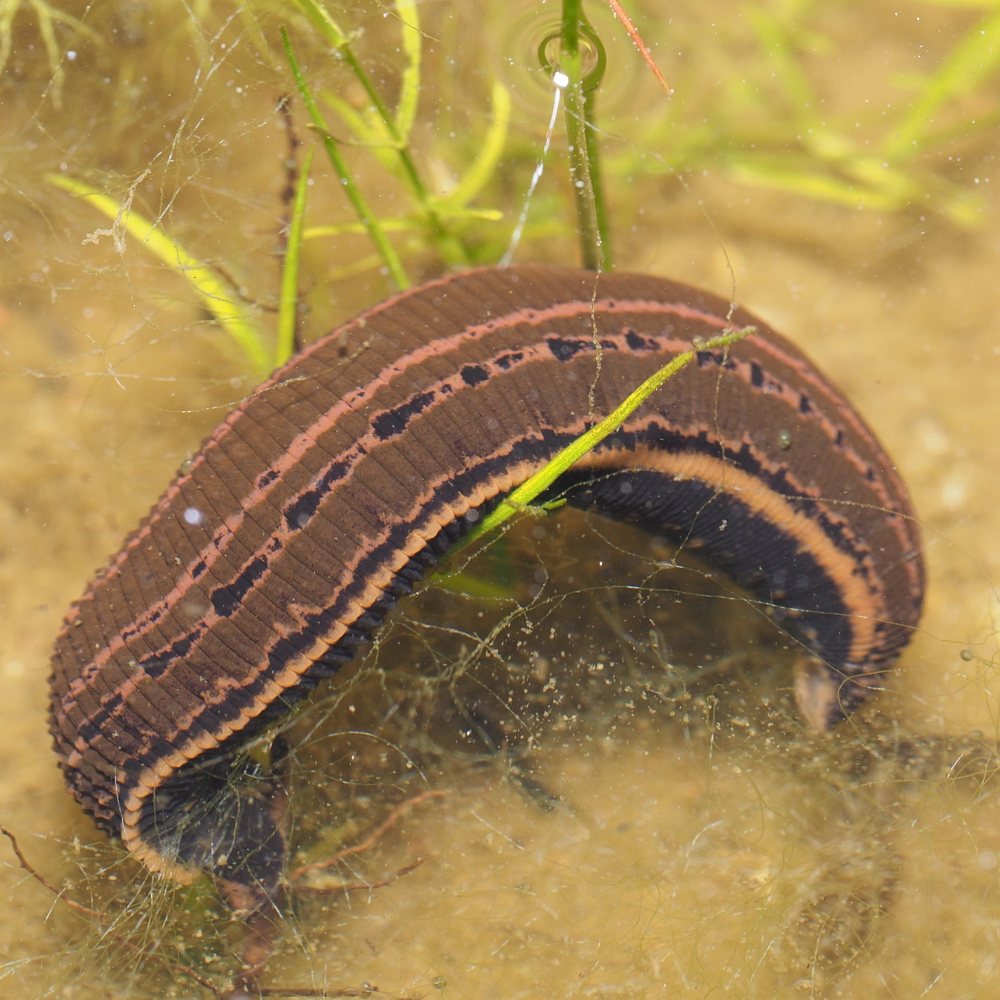 Hirudo medicinalis Linnaeus, 1758