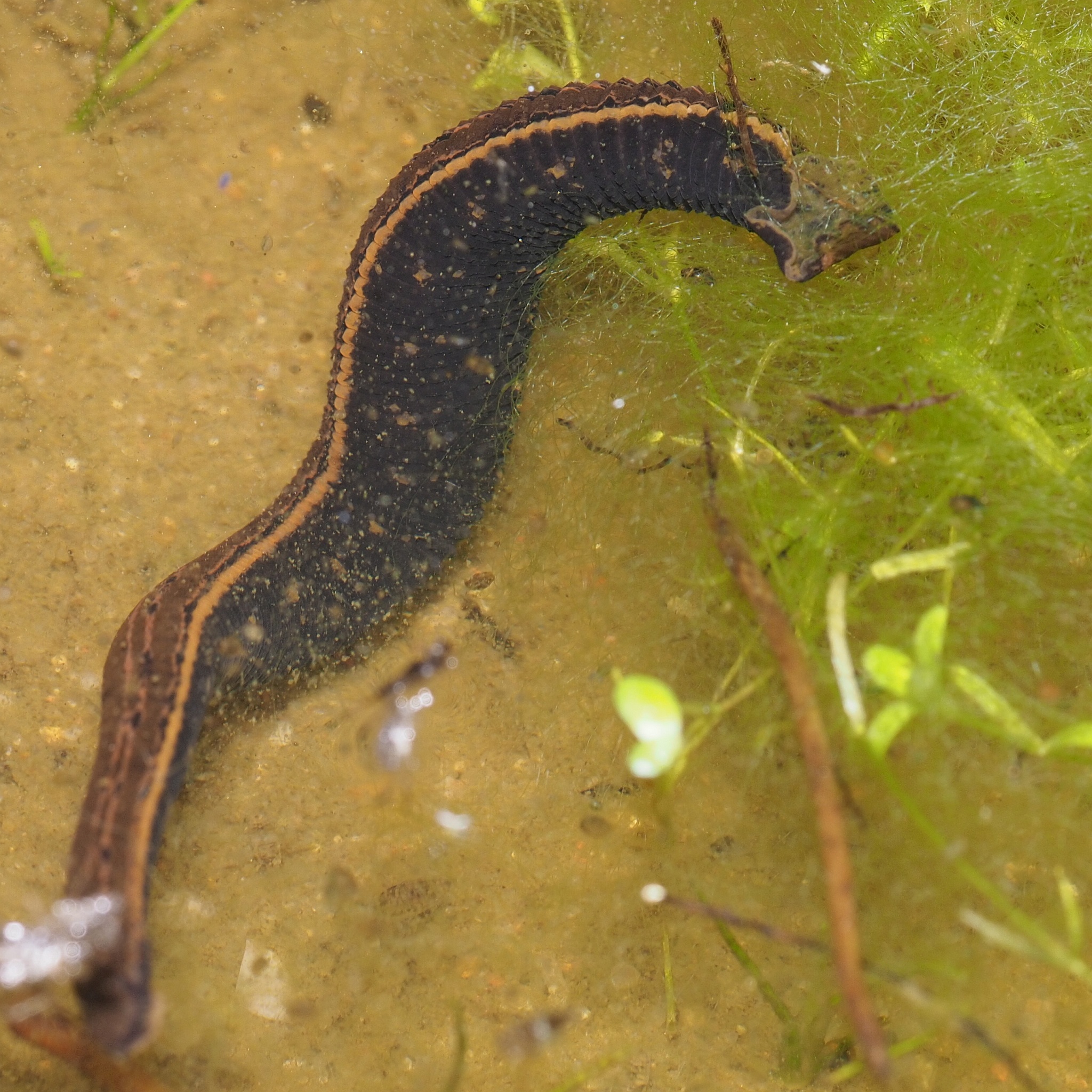 Hirudo medicinalis Linnaeus, 1758