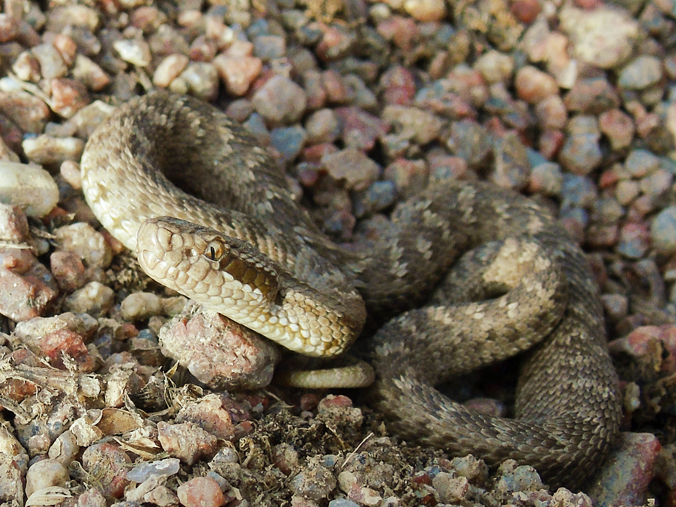 Gloydius halys (Pallas, 1776)