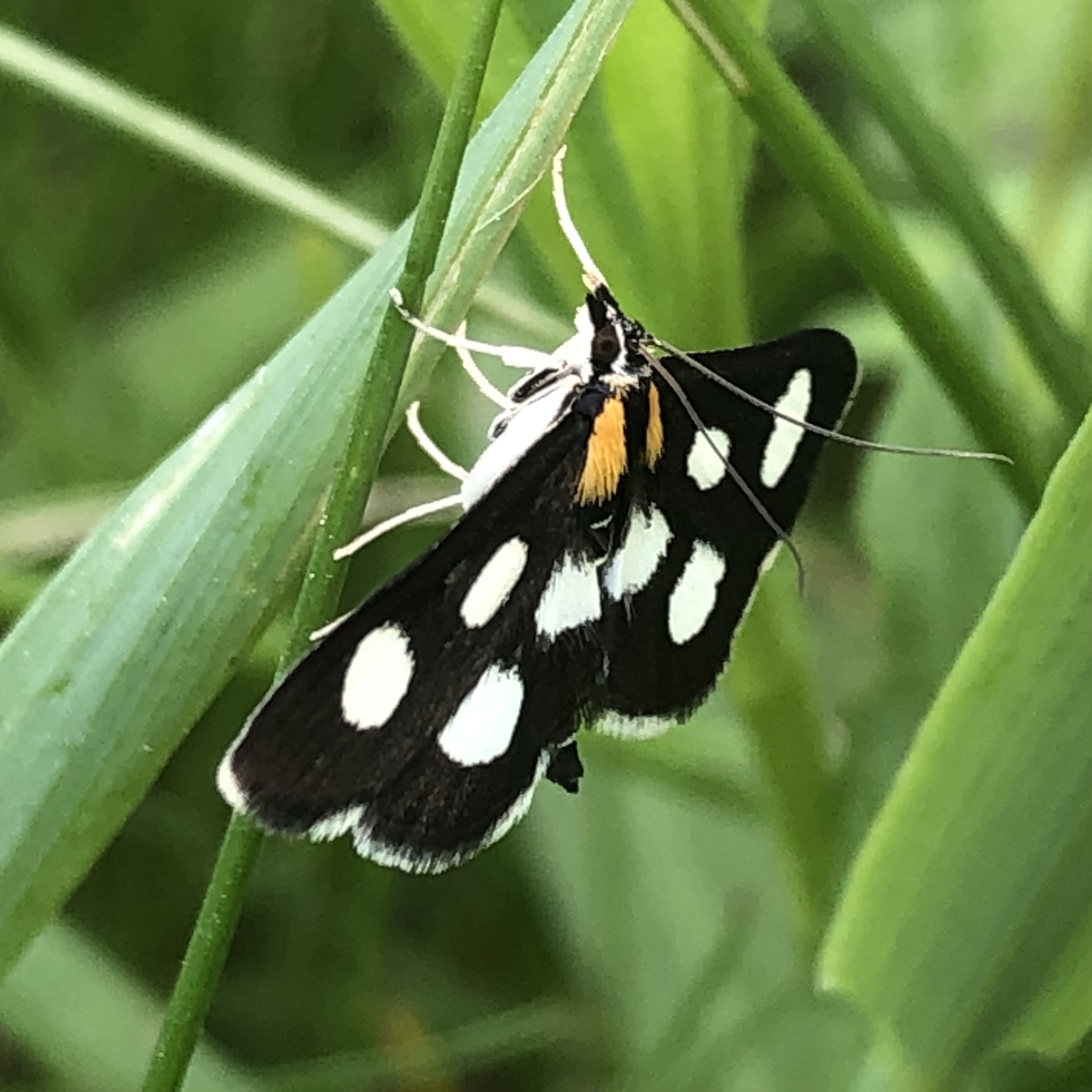 Anania funebris Ström, 1768
