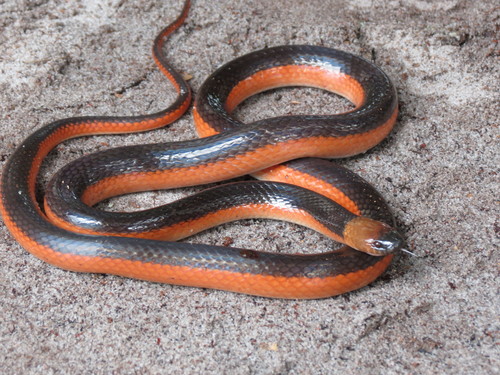 Pale Collared Scarlet Snake (Pseudoboa martinsi) - Snakes and Lizards