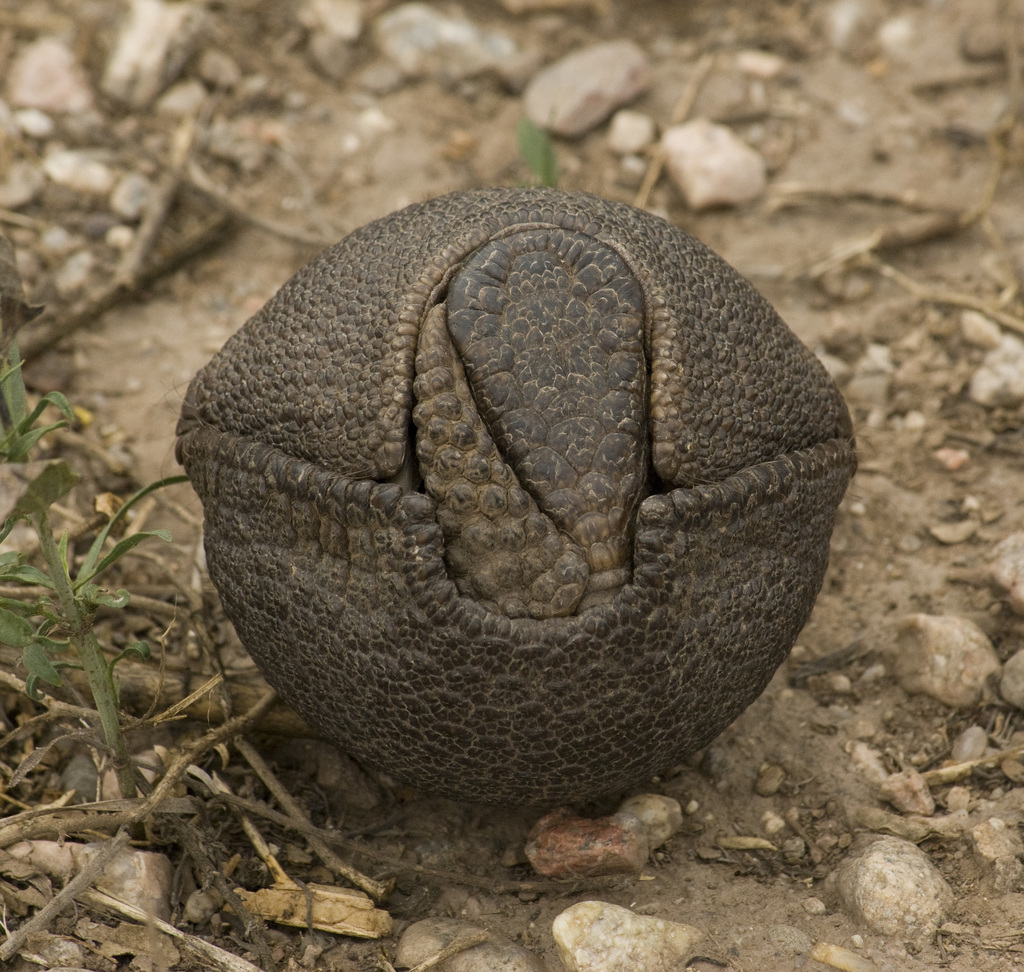 Armadillos (Cingulata) - Know Your Mammals