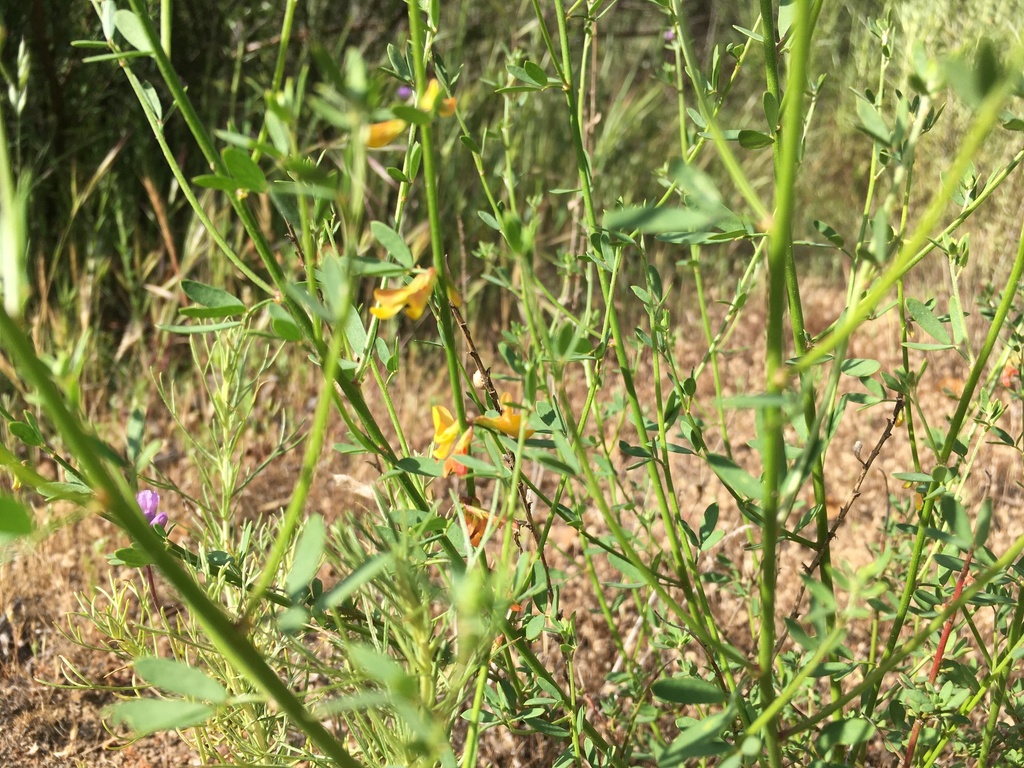 flowering plants from Blue Sky Ecological Reserve, San Diego County, US ...