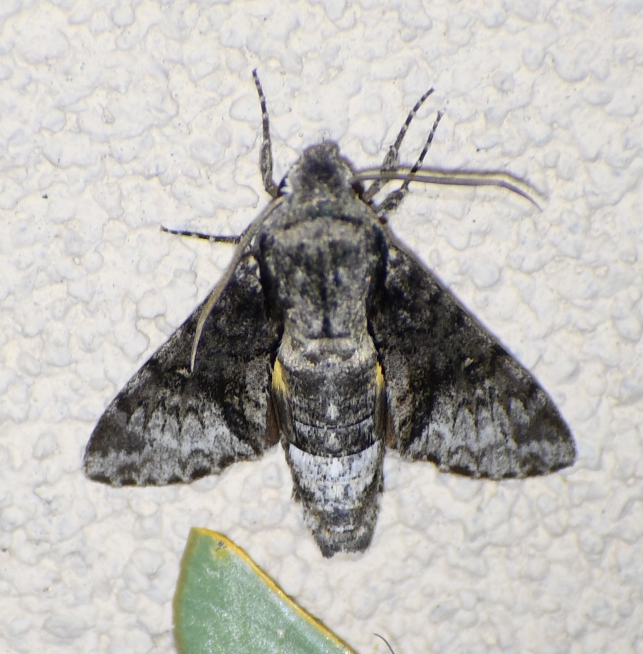 Cautethia Grote, 1865