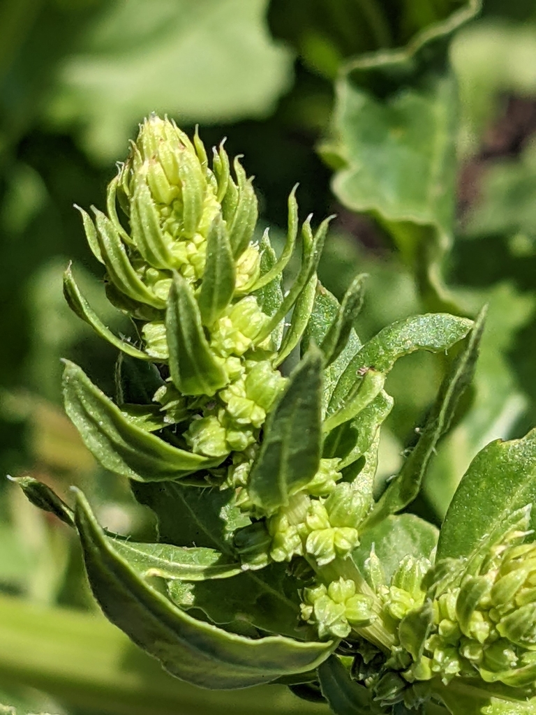 Rübe (003 Spickzettel grün blühende Zweikeimblättrige ) · iNaturalist