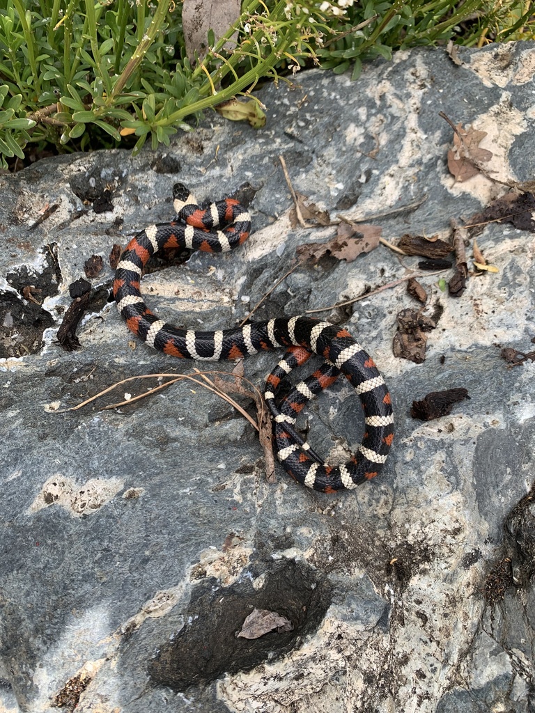 California Mountain Kingsnake in May 2022 by jmenold · iNaturalist