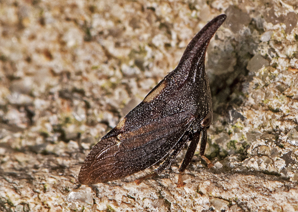 Two-marked Treehopper from Canyon Lake, TX, USA on May 24, 2022 at 09: ...