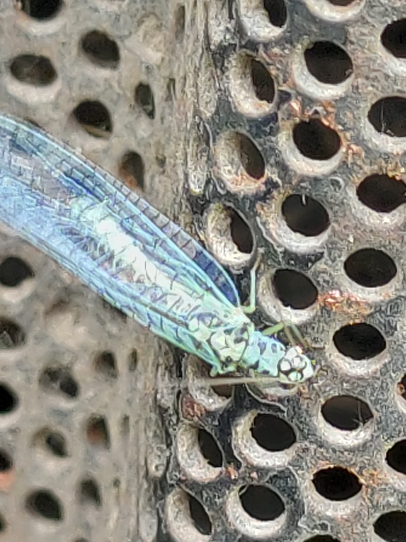 Chrysopa perla (Linnaeus, 1758)