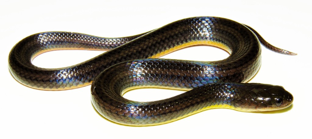 Helicops carinicaudus (Snakes of Rio de Janeiro State, Brazil ...